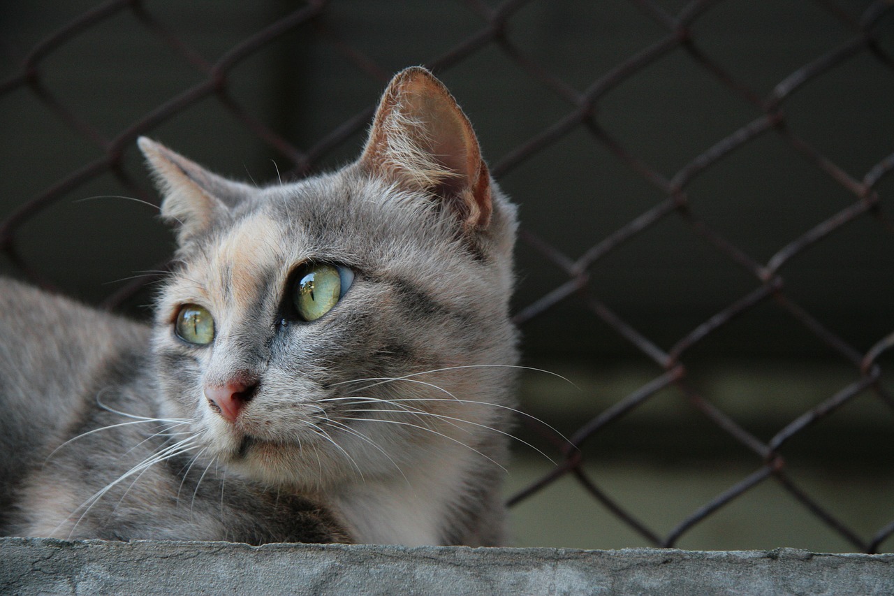How To Give Your Cat A Pill How To Give Your Cat A Pill
