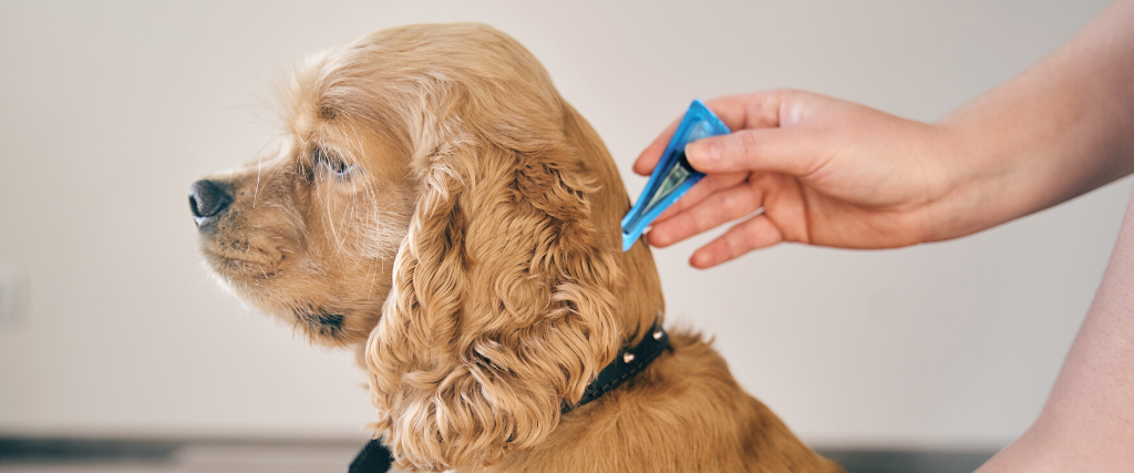 Fleas and Ticks: Protecting Your Pets and Home Fleas and Ticks: Protecting Your Pets and Home